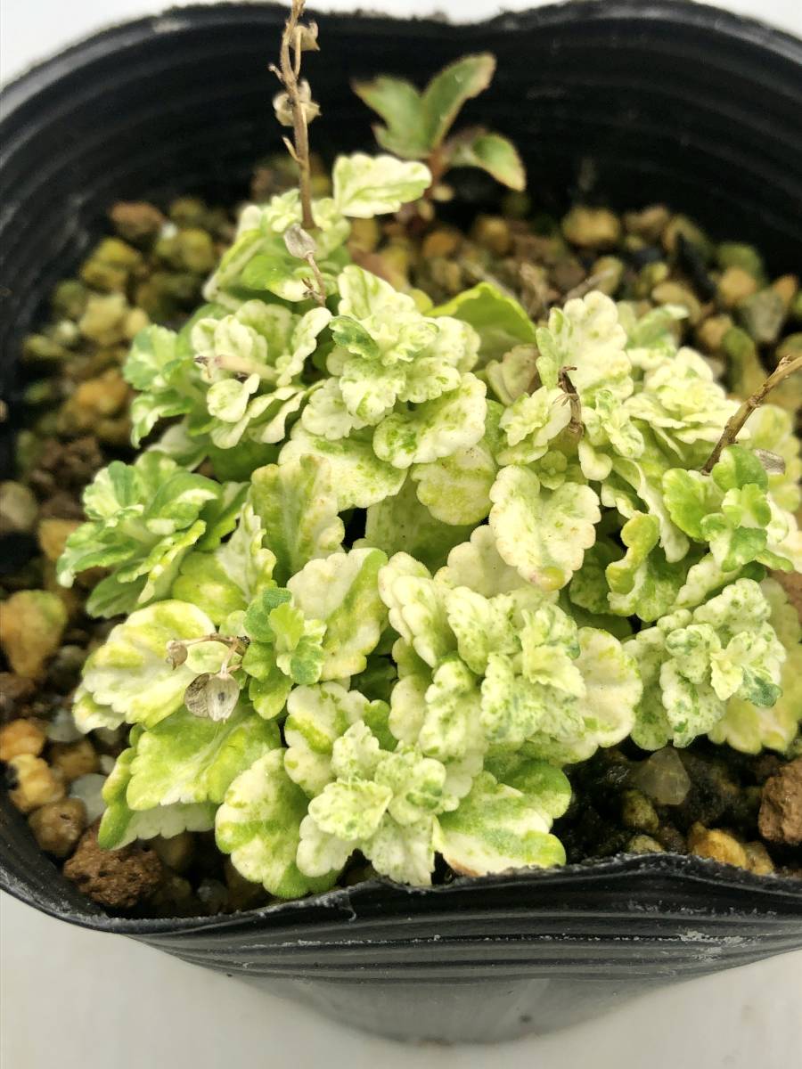 0805-05 初出し コバノタツナミソウ 白散斑 レアプランツ/珍しい植物/山野草/古典園芸/盆栽/斑入り(その他)｜売買されたオークション情報、yahooの商品情報をアーカイブ公開 ...