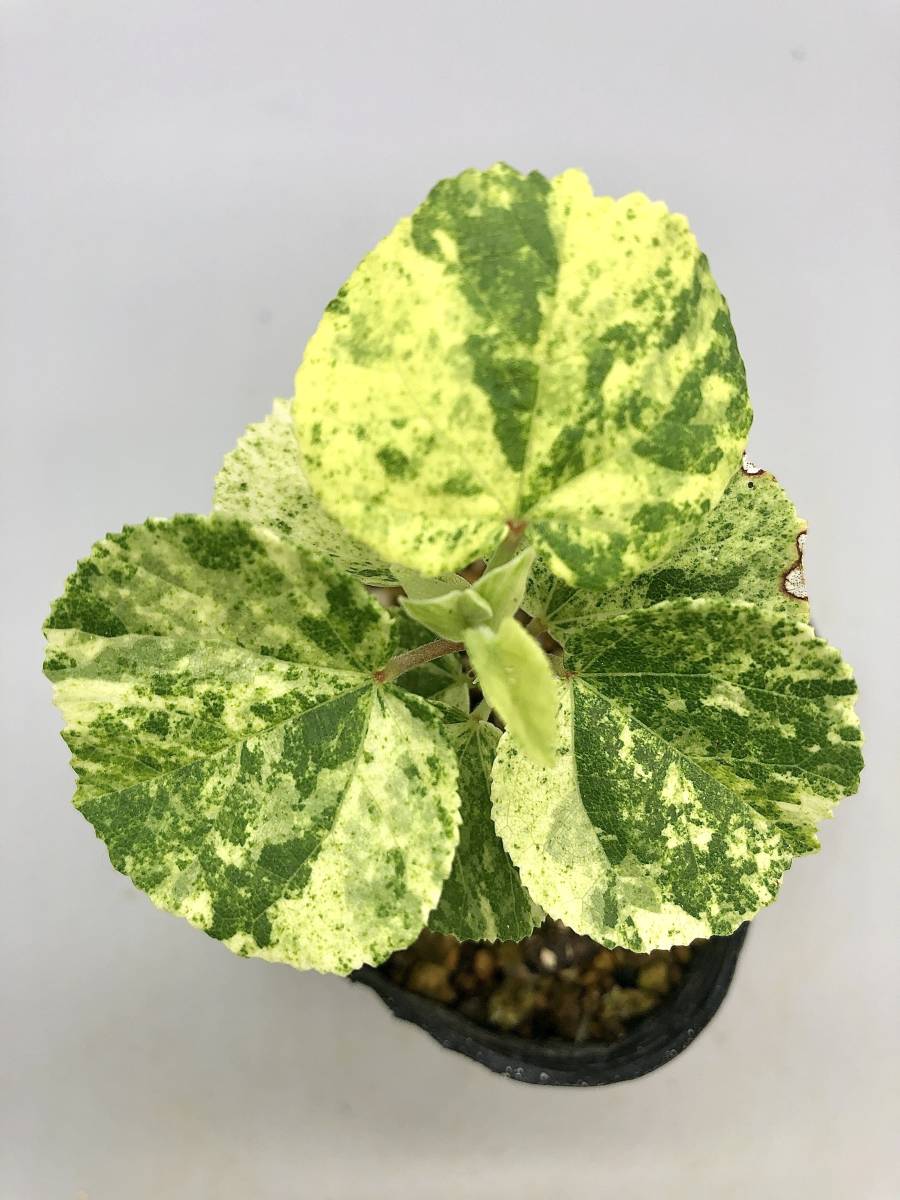 Yahoo!オークション - 0805-18 ハマボウ【斑入り】 レアプランツ/珍し...