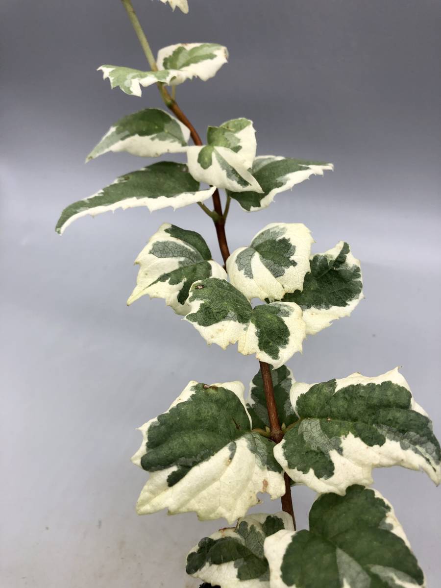 0805-20 イワガラミ 深覆輪 レアプランツ/珍しい植物/山野草/古典園芸/盆栽/斑入り/庭木(花)｜売買されたオークション情報、yahooの商品情報をアーカイブ公開 - オークファン ...