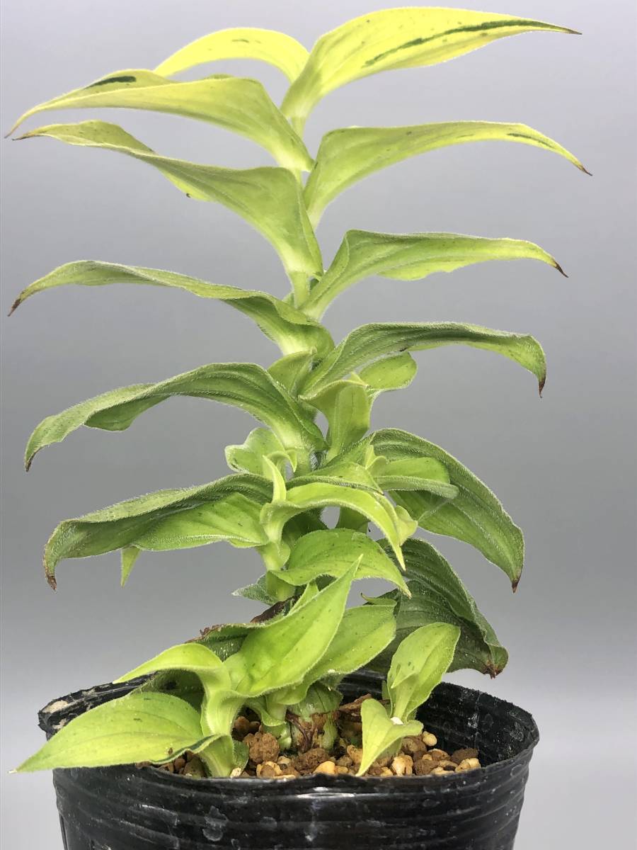 ヤフオク! - 0805-35 初出し シロバナホトトギス【斑入り・矮...