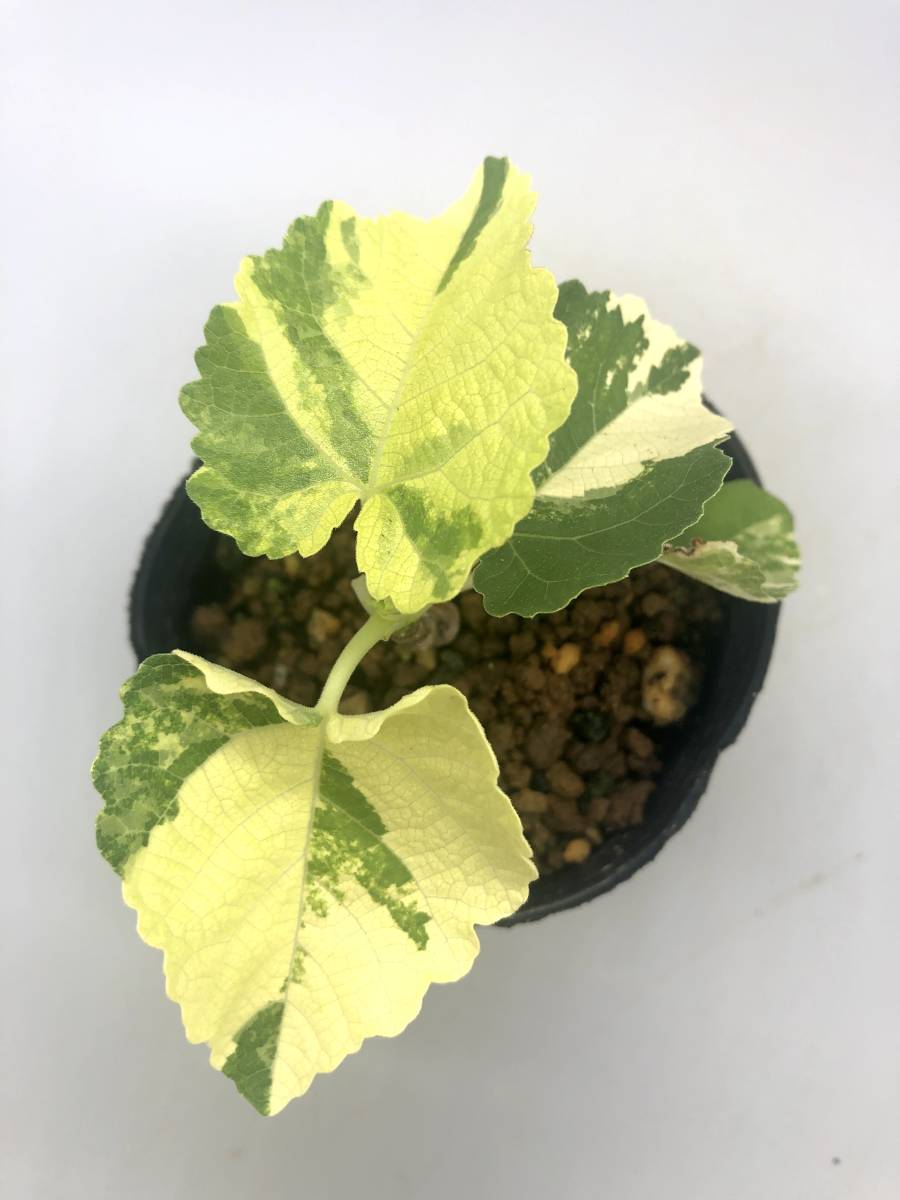 Yahoo!オークション - 0813-11 イチジク ‘マスイドーフィン‘【斑入り...