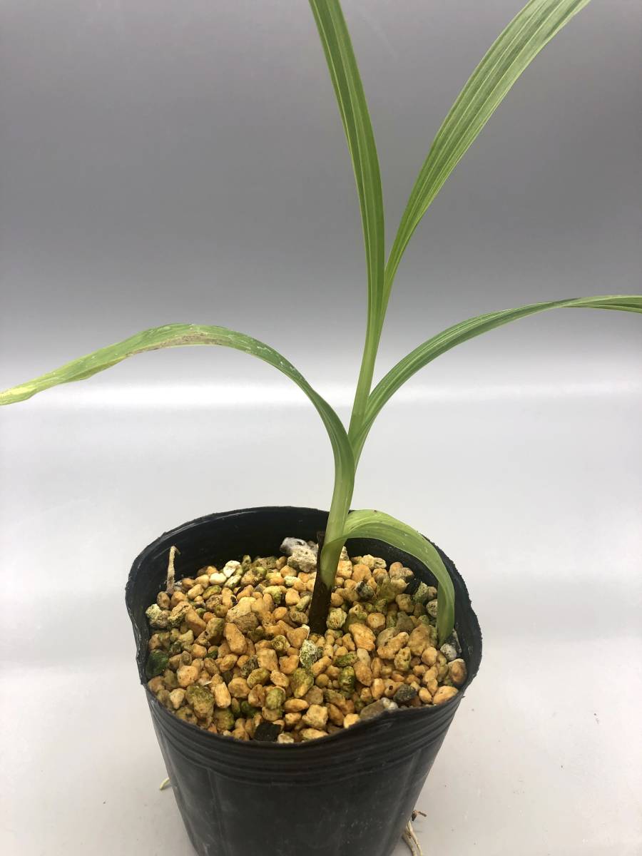 Yahoo!オークション - 0813-10 チャボシラン 【濃青三舌・来年開花サイ...