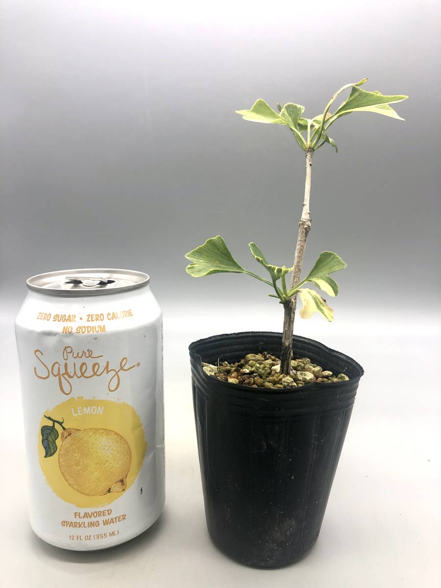 Yahoo!オークション - 0813-01 イチョウ ‘舞扇1号‘【斑入り】 レアプラ...