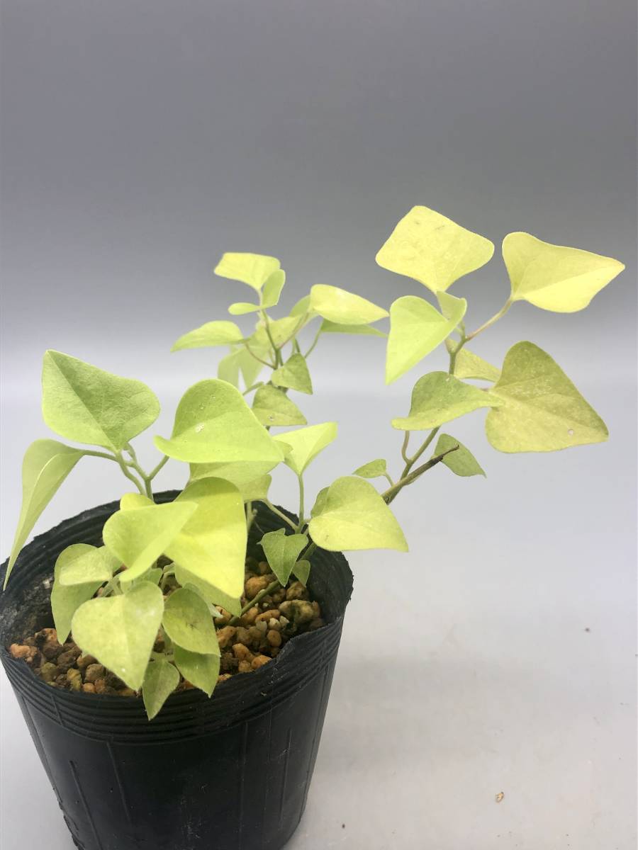 Yahoo!オークション - 0813-25 〈初出し 〉アオノツヅラフジ【黄金葉】...