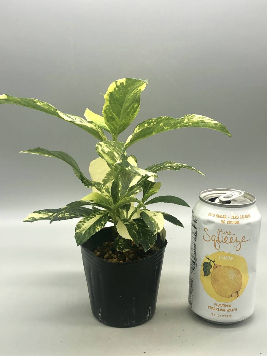 ヤフオク! - 0813-27 トキワアジサイ【常山系・斑入り】 レア...