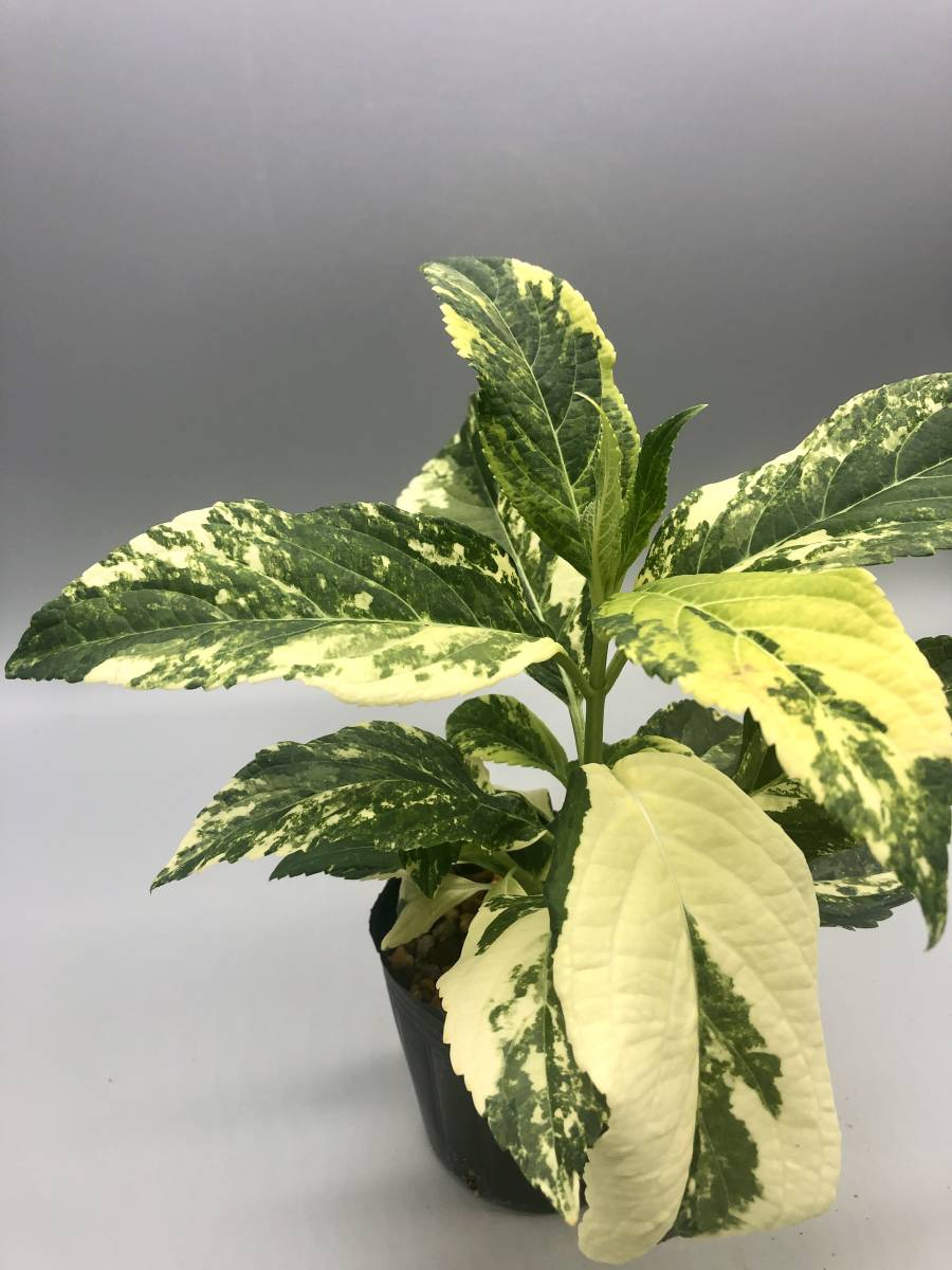 ヤフオク! - 0813-27 トキワアジサイ【常山系・斑入り】 レア...