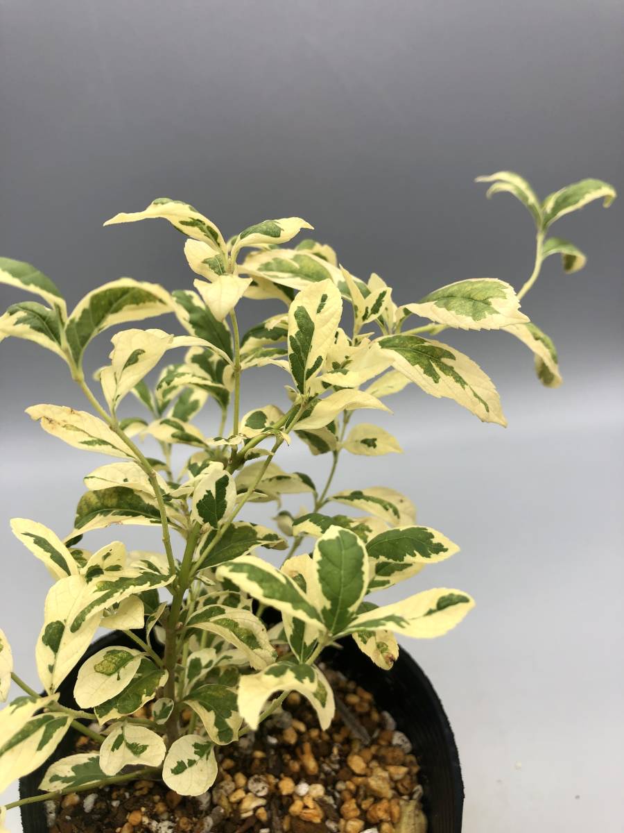 Yahoo!オークション - 0903-08 ムラサキシキブ【白花・白実・覆輪】レ...