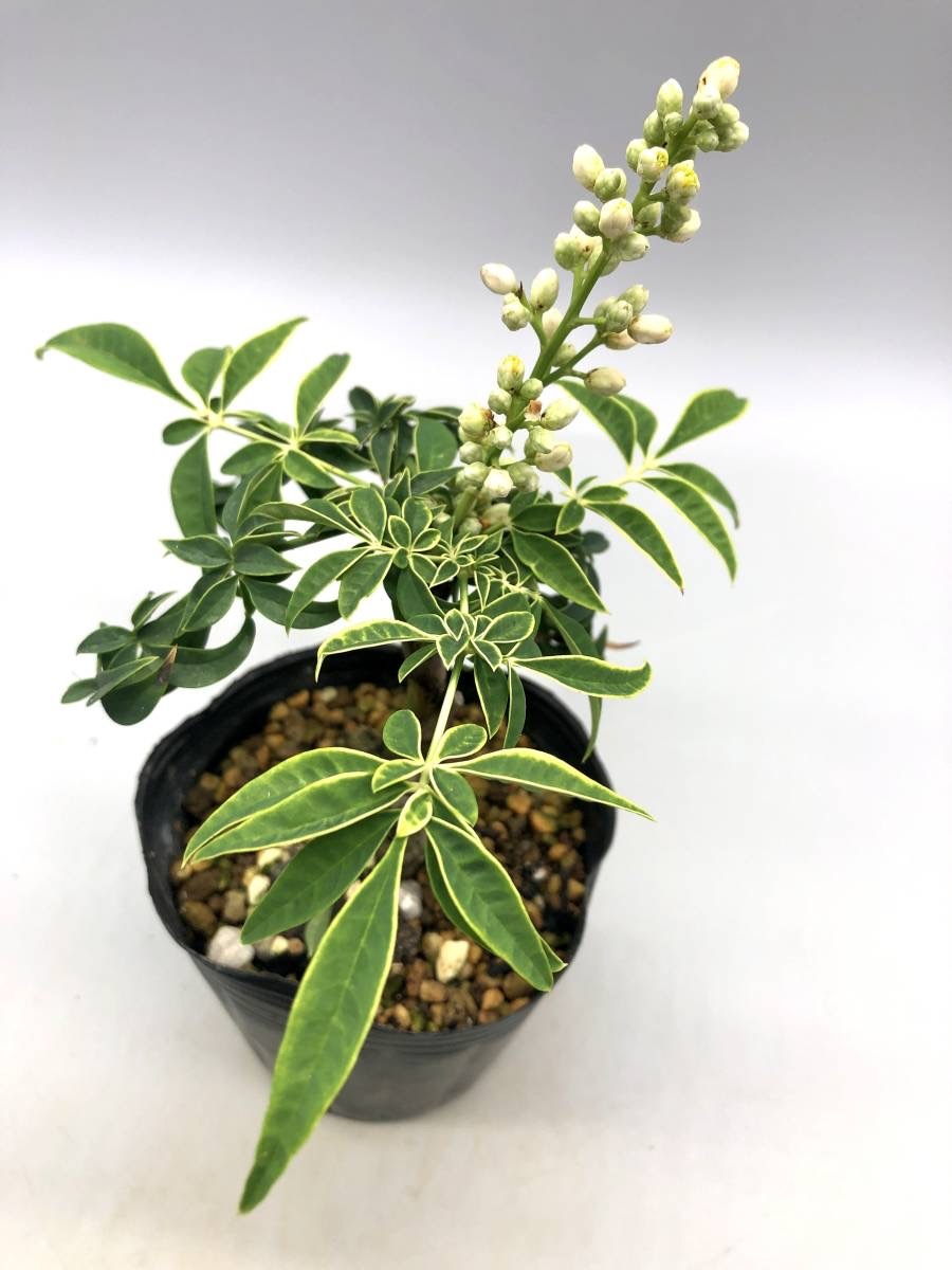 Yahoo!オークション - 0903-56 ナンテン‘細雪‘【半折鶴】 レアプラン...