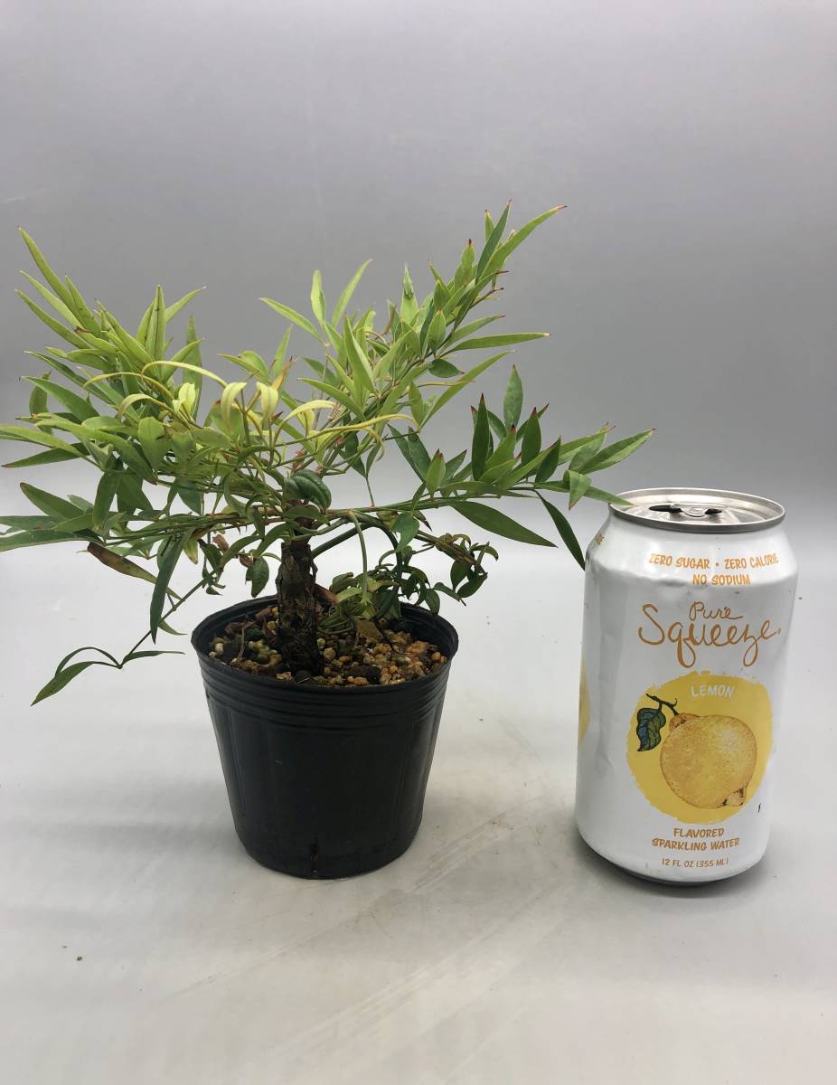 Yahoo!オークション - 0805-21 ナンテン【八房筏】 レアプランツ/珍し...