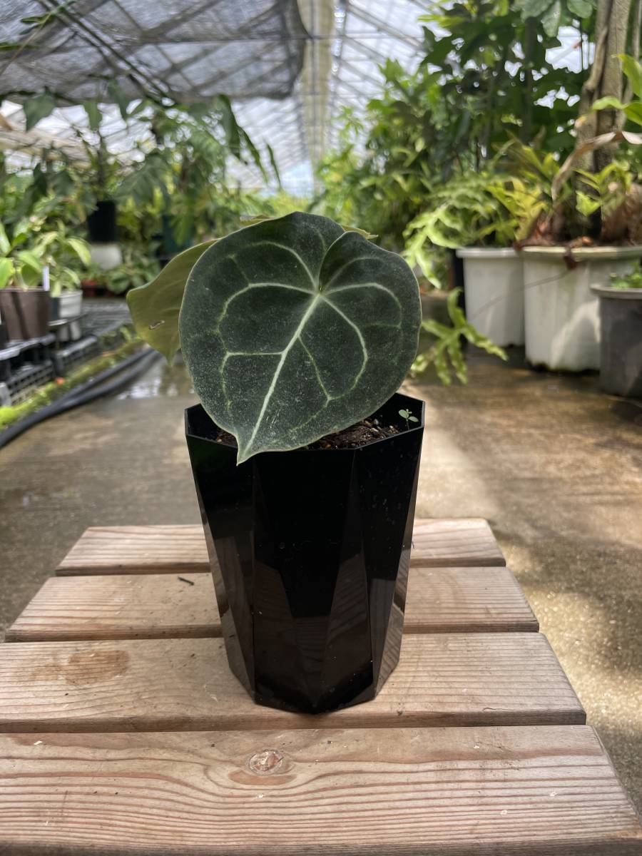 Yahoo!オークション - アンスリウム・クラリネルビウム Anthurium Clar...