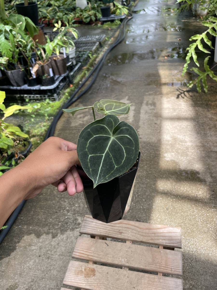 Yahoo!オークション - アンスリウム・クラリネルビウム Anthurium Clar...