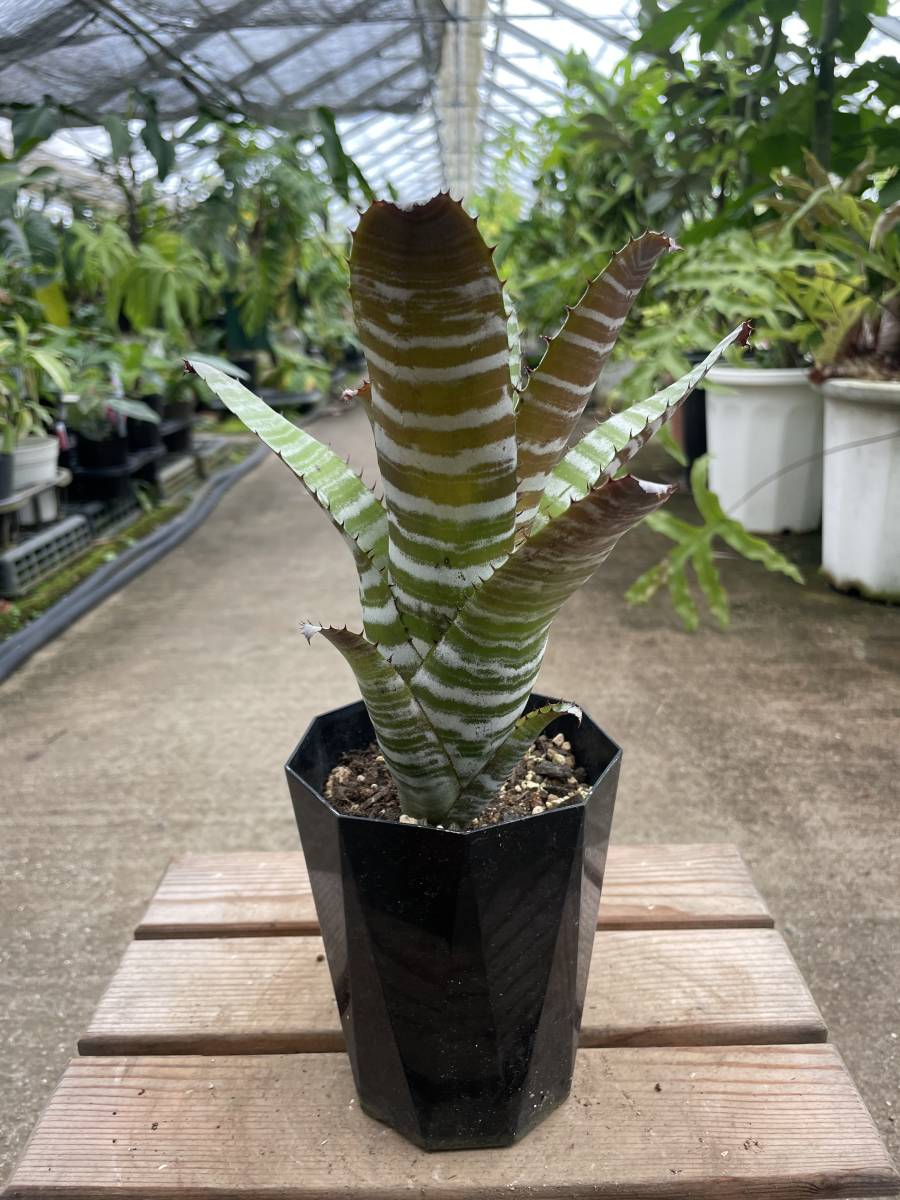 Yahoo!オークション - エクメア・チャンテニー・ブラック Aechmea Chan...