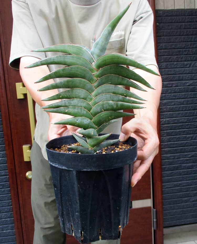 Yahoo!オークション - 【現品】サンスベリア・ ポーエリー 6号 G7番