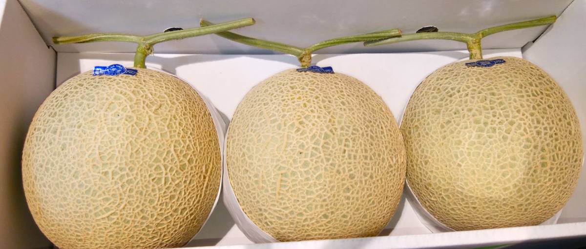 Yahoo!オークション - 1円～スタート【高知県産】手結山産 温室メロン...