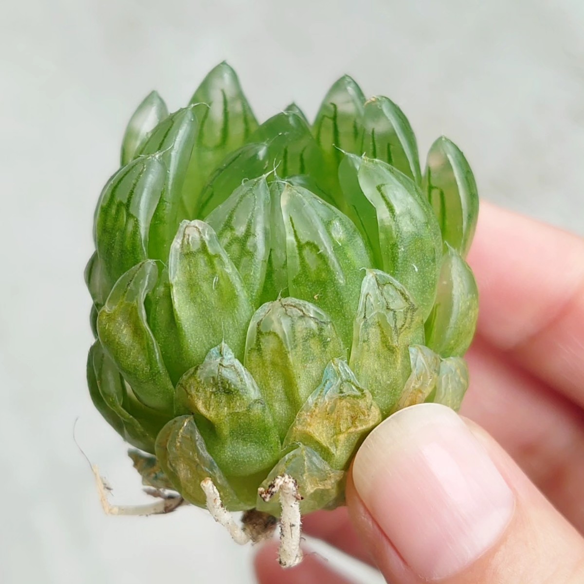 ◇ハオルチア女神◇桜水晶変異 オブツーサ 透明 多肉植物 商品 ◇ハオルチア女神◇桜水晶変異 オブツーサ 透明 多肉植物 商品