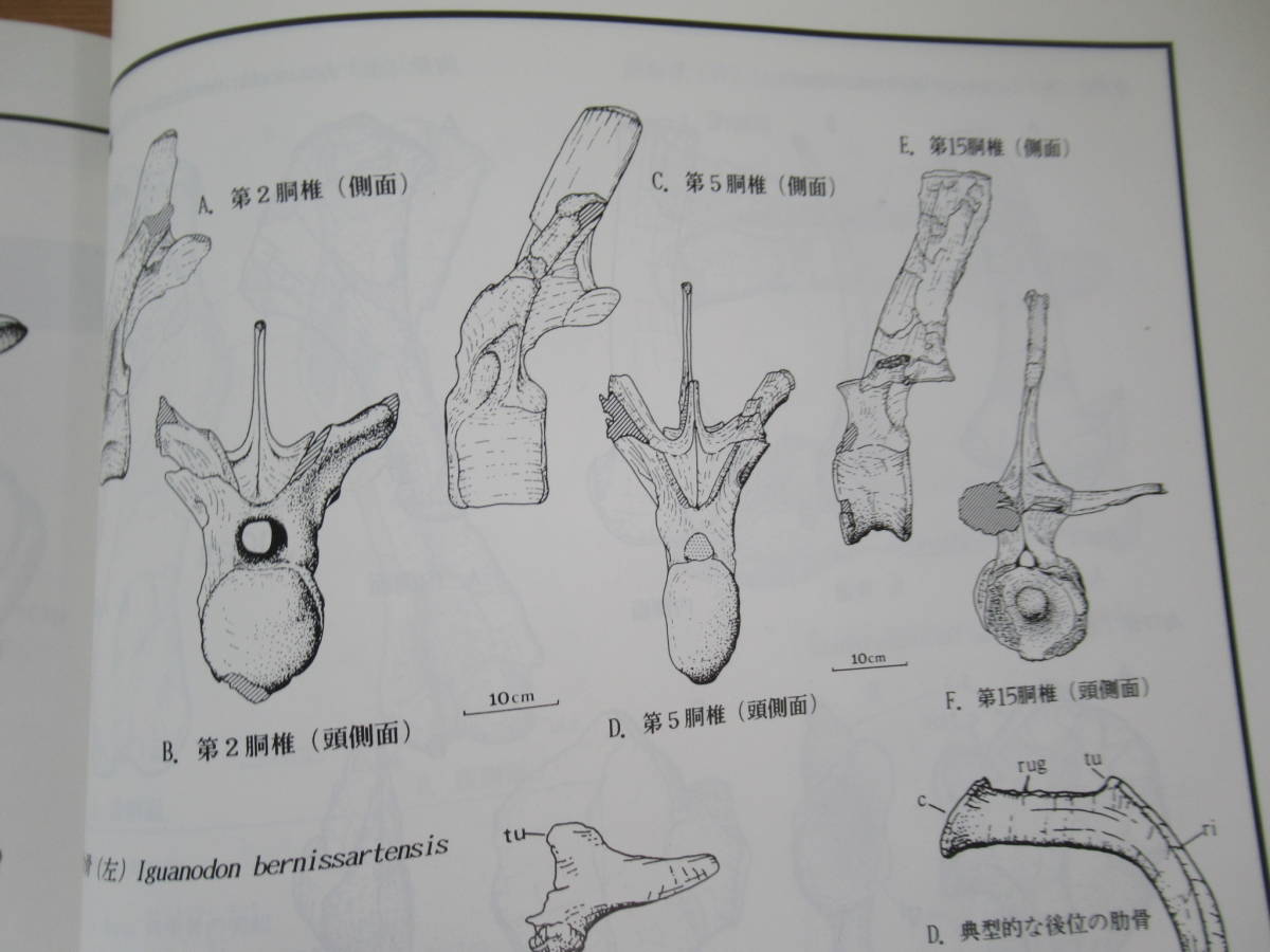 Yahoo!オークション - T37 恐竜学最前線 記録破りの肉食恐竜発掘 ギガ...