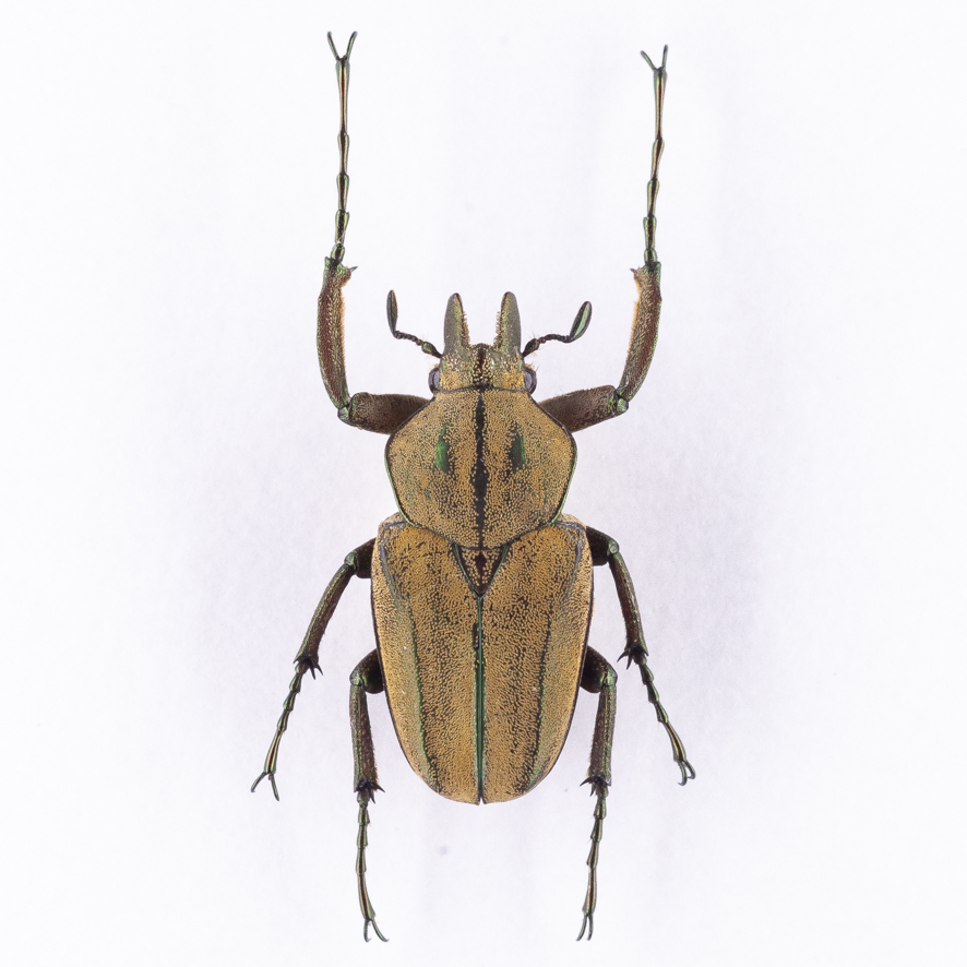 Yahoo!オークション - M. squamosus 16P マレーフタツノカブトハナムグ...