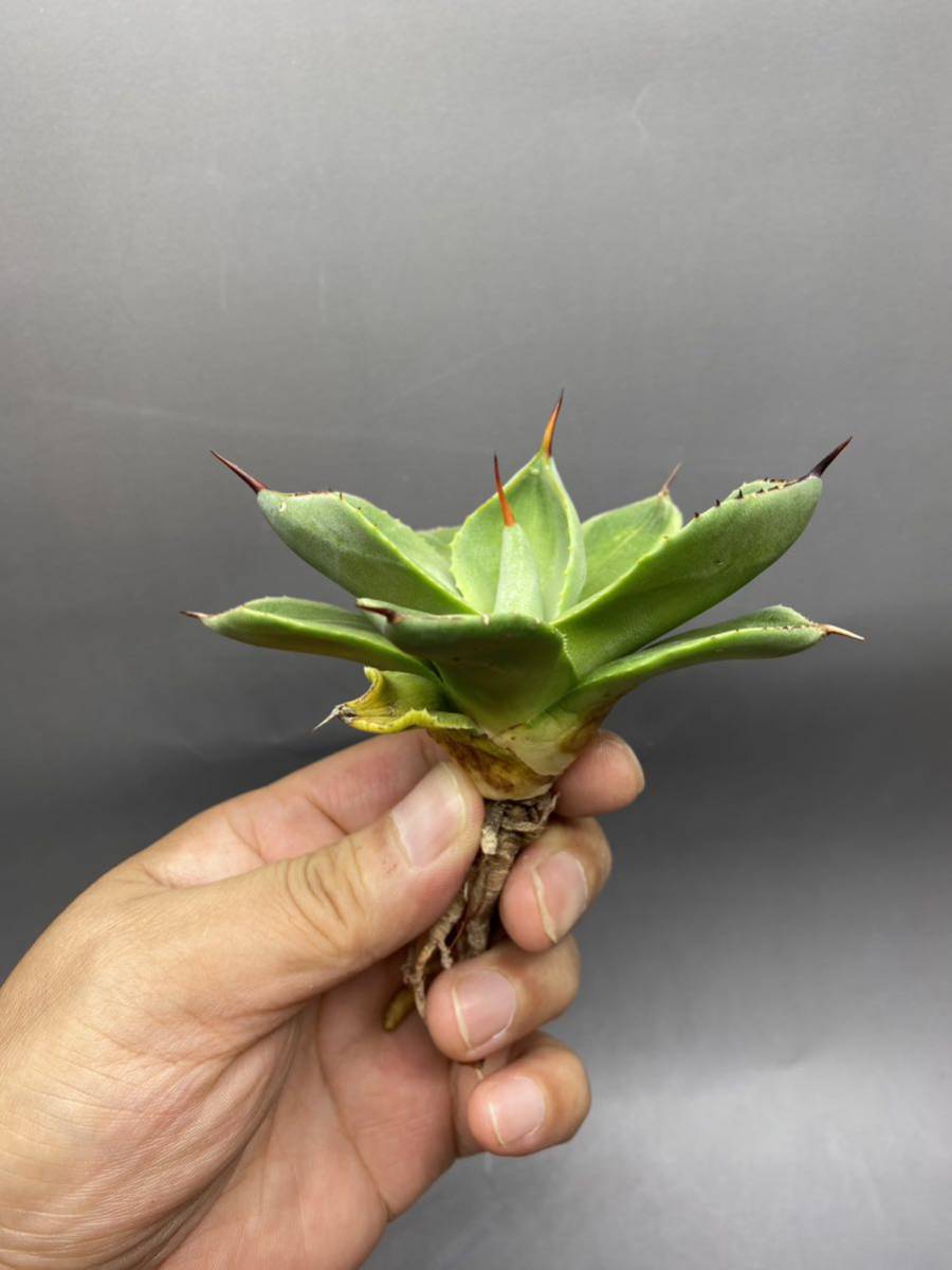 Yahoo!オークション - S816-2 Agave parryi truncate variegated アガ...