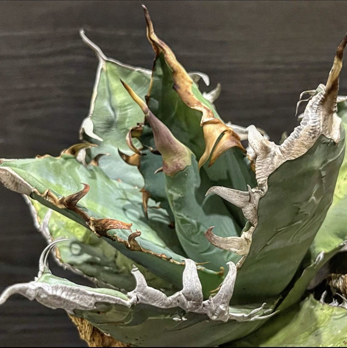 hp 5 アガベ チタノタ オテロイ ゴジラ 本物 osp育成株 w約24cm(アガベ)｜売買されたオークション情報、yahooの商品情報をアーカイブ公開 - オークファン（aucfan.com）