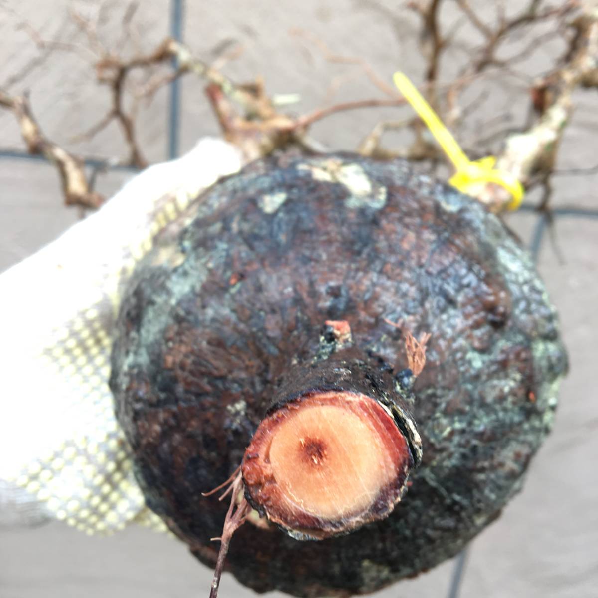 ヤフオク! - D1019 パキプス ベアルート 山採り新鮮オペルク...