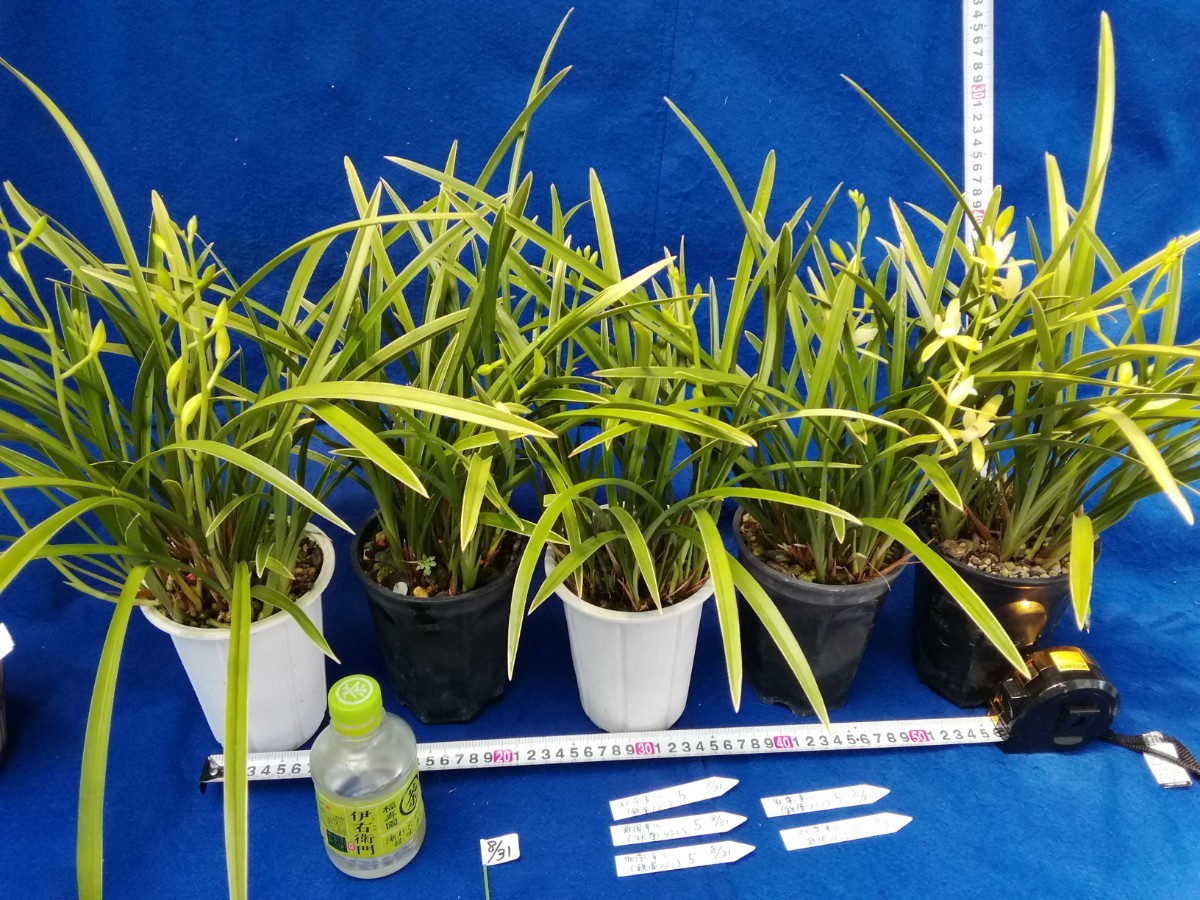 Yahoo!オークション - No.0831 原種 斑入り 古典 ラン 秋蘭素心(鉄骨素...