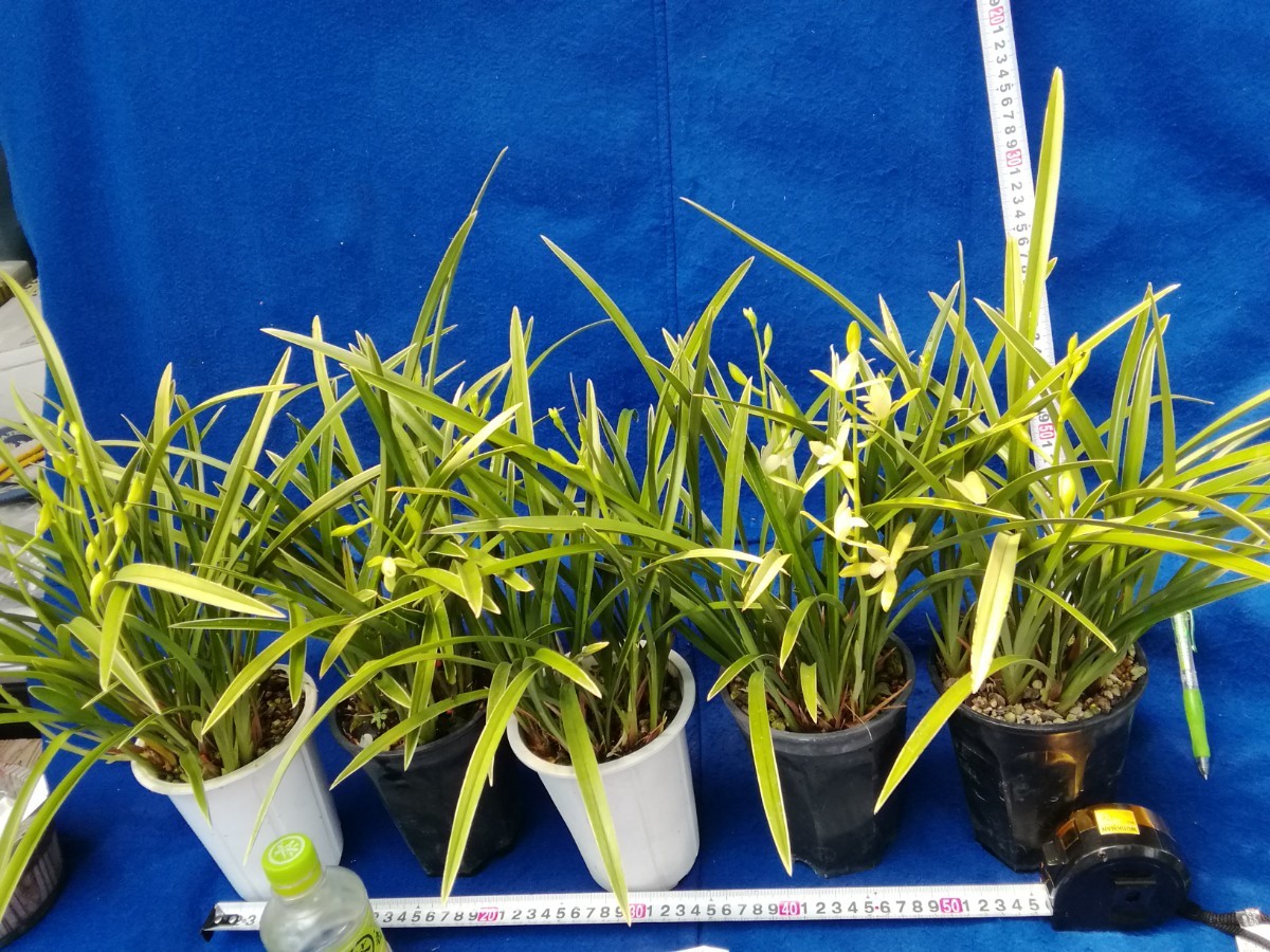 Yahoo!オークション - No.0831 原種 斑入り 古典 ラン 秋蘭素心(鉄骨素...