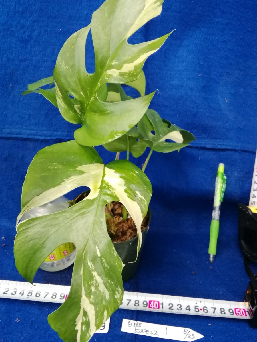 NO.0823 斑入り 古典 モンステラ ヒメモンス パラゴン 観葉植物 インテリアにも(モンステラ)｜売買されたオークション情報、yahooの商品情報をアーカイブ公開 - オークファン ...