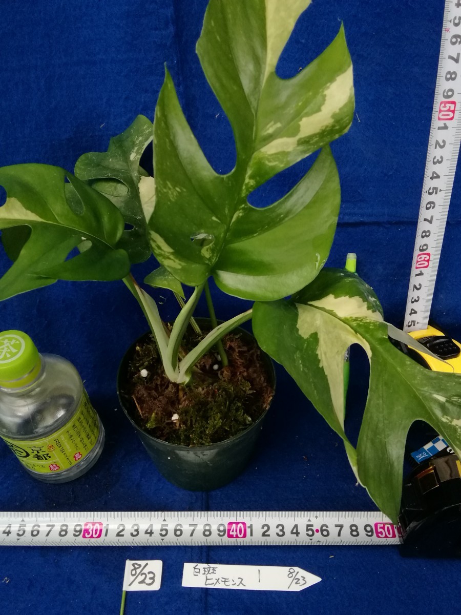 Yahoo!オークション - NO.0823 斑入り 古典 モンステラ ヒメモンス パ...