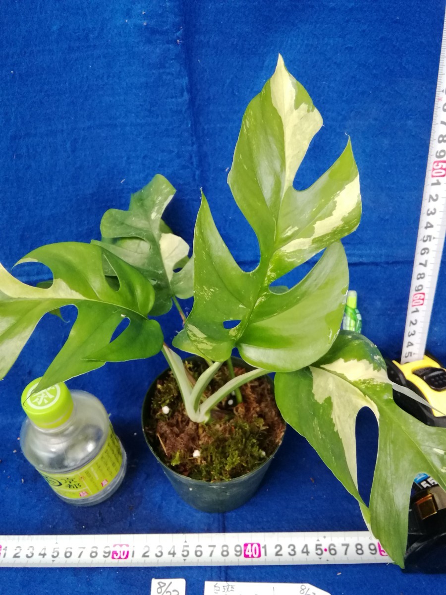 NO.0823 斑入り 古典 モンステラ ヒメモンス パラゴン 観葉植物 インテリアにも(モンステラ)｜売買されたオークション情報、yahooの商品情報をアーカイブ公開 - オークファン ...