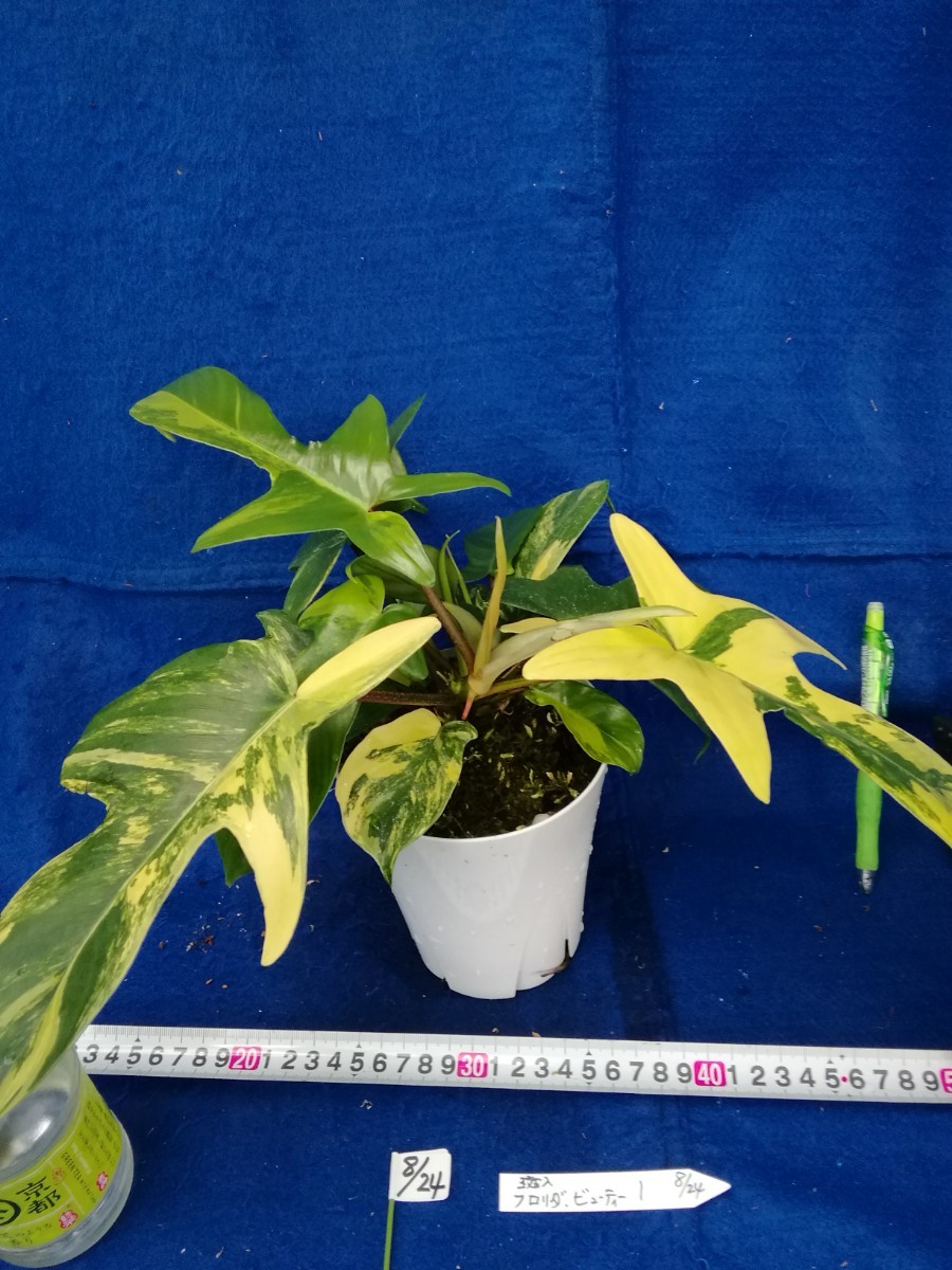 Yahoo!オークション - NO.0824 斑入り 古典 フィロデンドロン フロリダ...