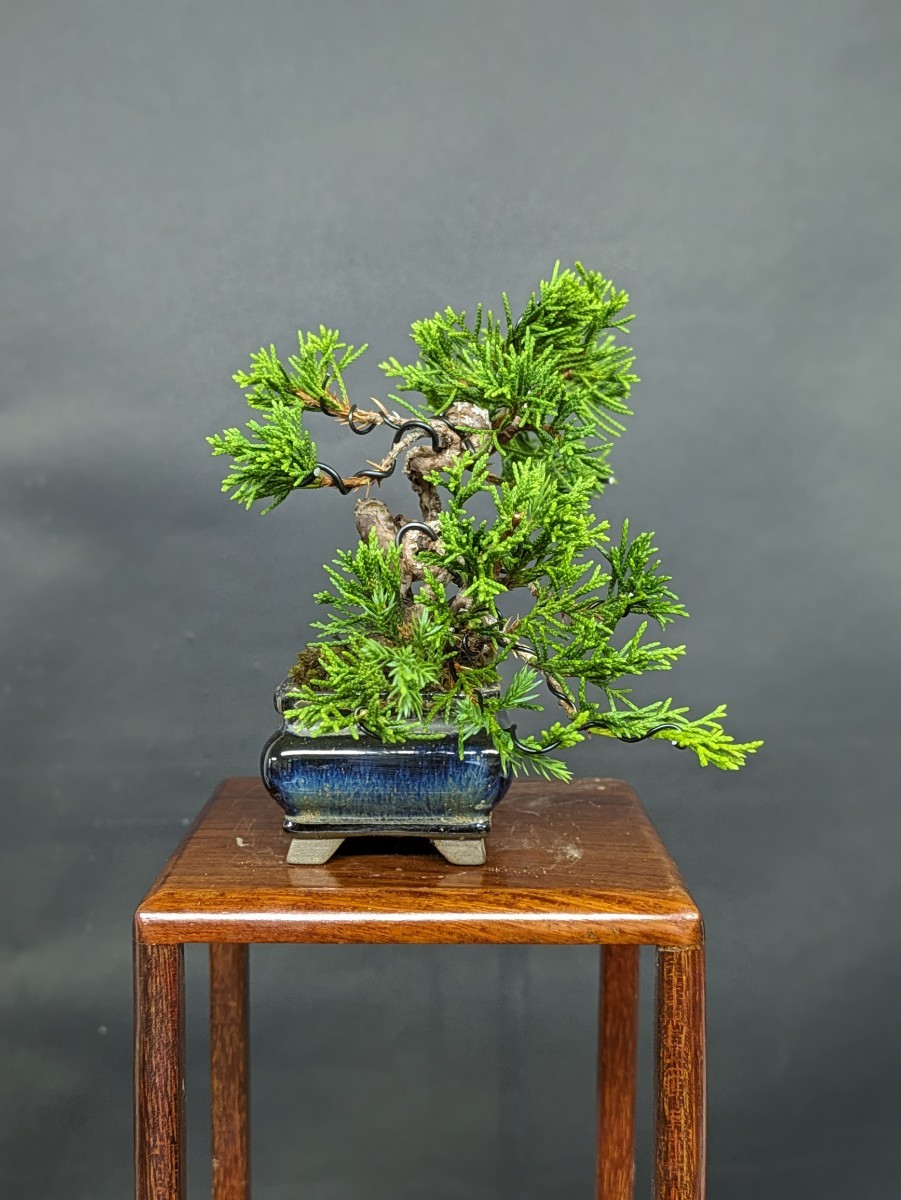 Yahoo!オークション - 糸魚川真柏4 ミニ盆栽 捻転 樹高9cm