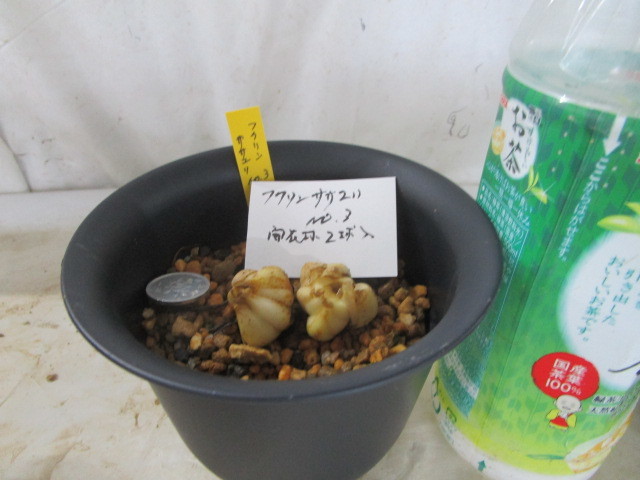 Yahoo!オークション - 山野草 覆輪ササユリ開花大球2球入りN03