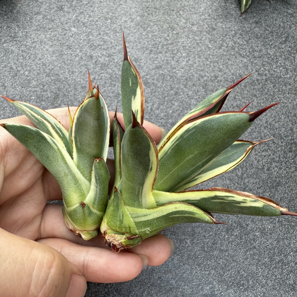 Q53アガベ多肉植物バーントバーガンディ錦 黄覆輪 鮮明錦 2株(アガベ)｜売買されたオークション情報、yahooの商品情報をアーカイブ公開 - オークファン（aucfan.com）