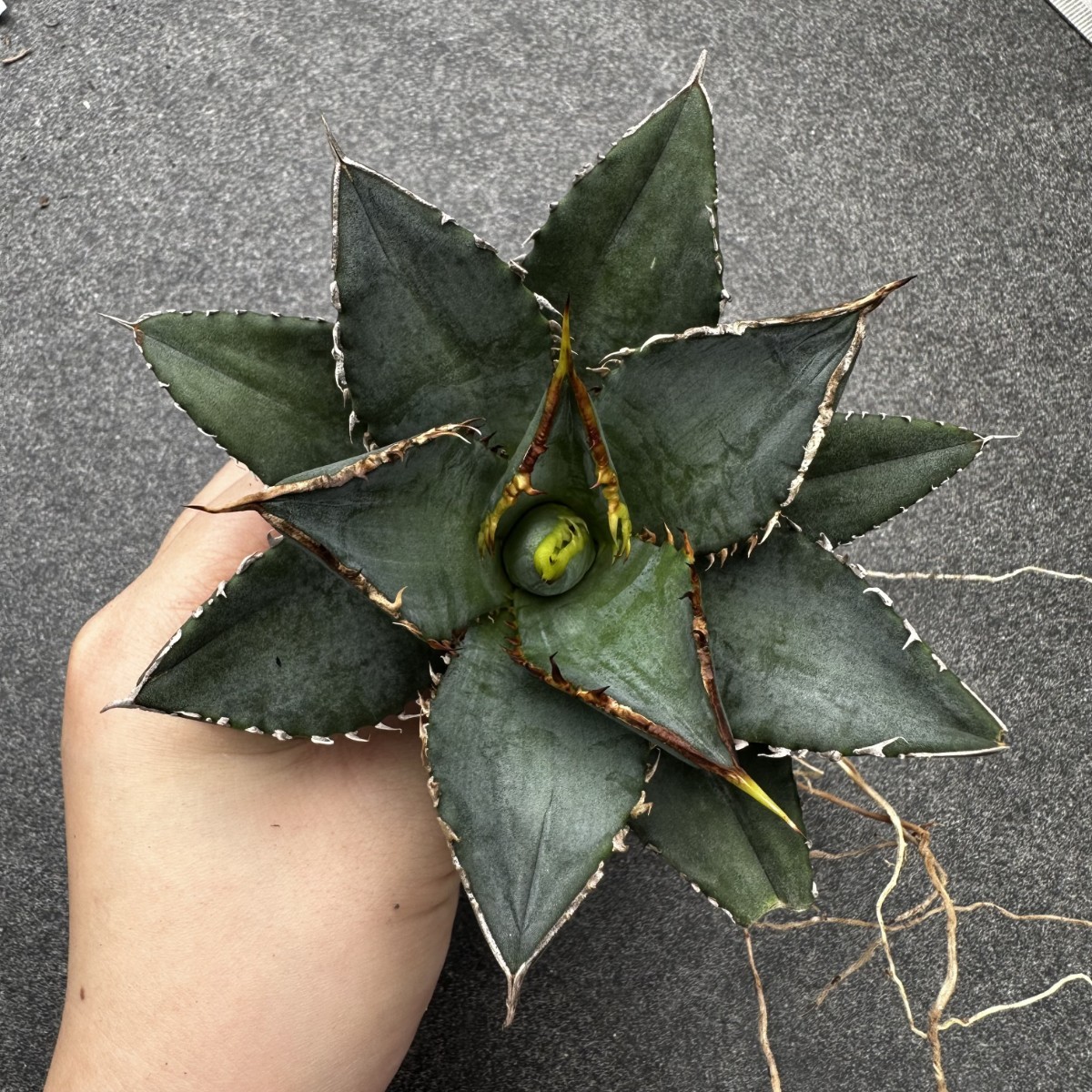 Yahoo!オークション - Z19 【パンダ園芸】特選 アガベ 多肉植物 チタノ...