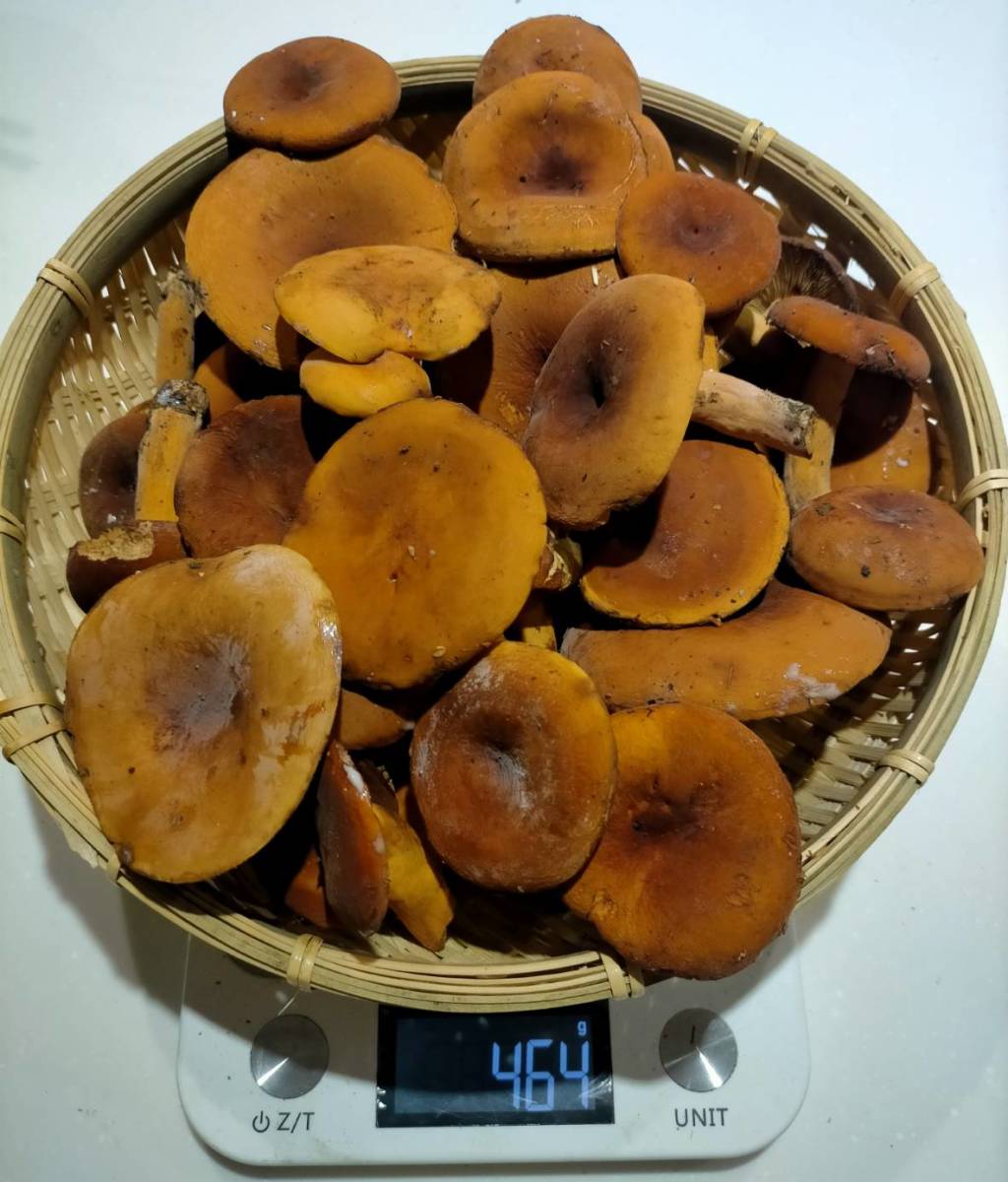 Yahoo!オークション - 採れたてチチタケ460g