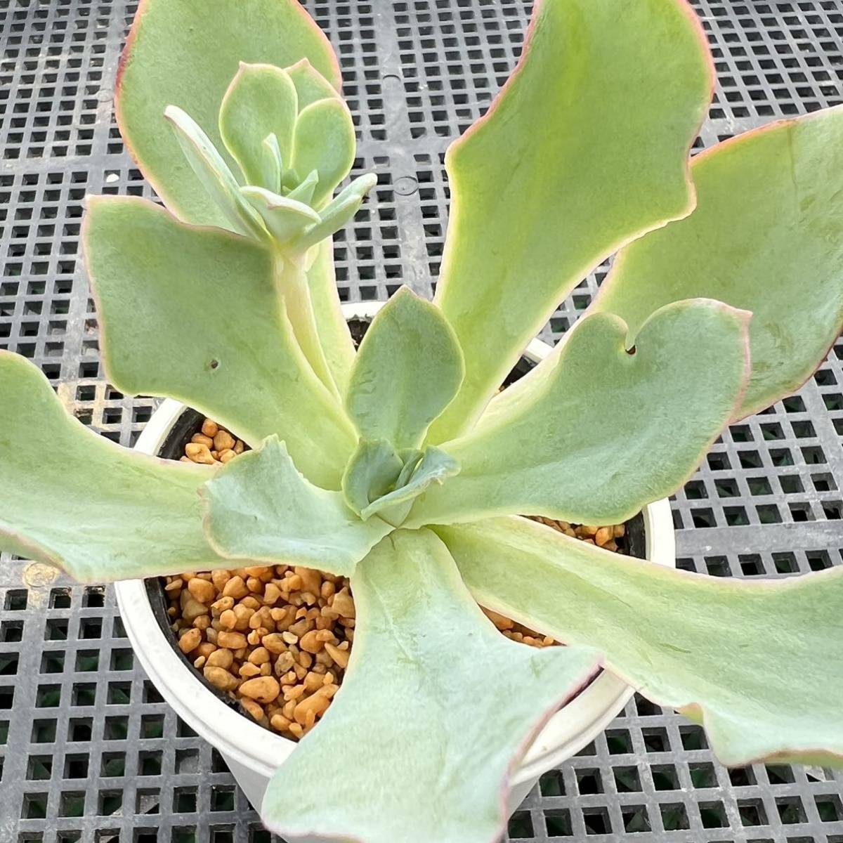 Yahoo!オークション - 多肉植物 エケベリア sp.Huautla L98/58 鉢6.5...