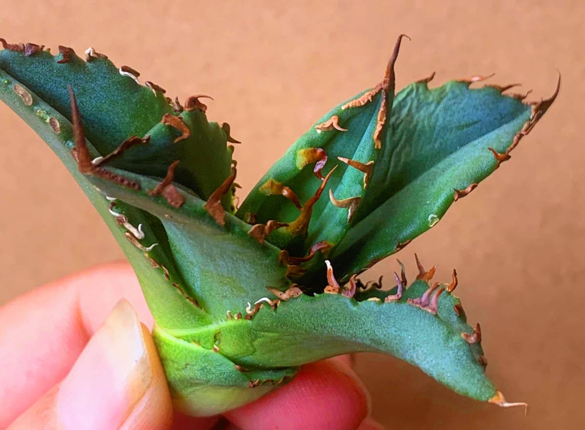 Yahoo!オークション - H22アガベ チタノタ悪魔くん BAKEMONO/検 清櫻 ...