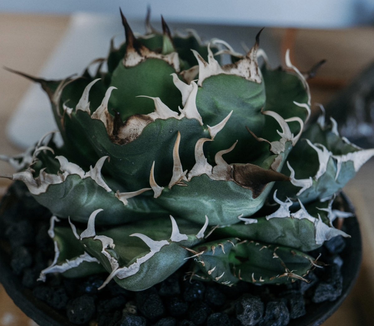 Yahoo!オークション - A088 アガベ チタノタ 魔丸 包葉型 優良血統 極...