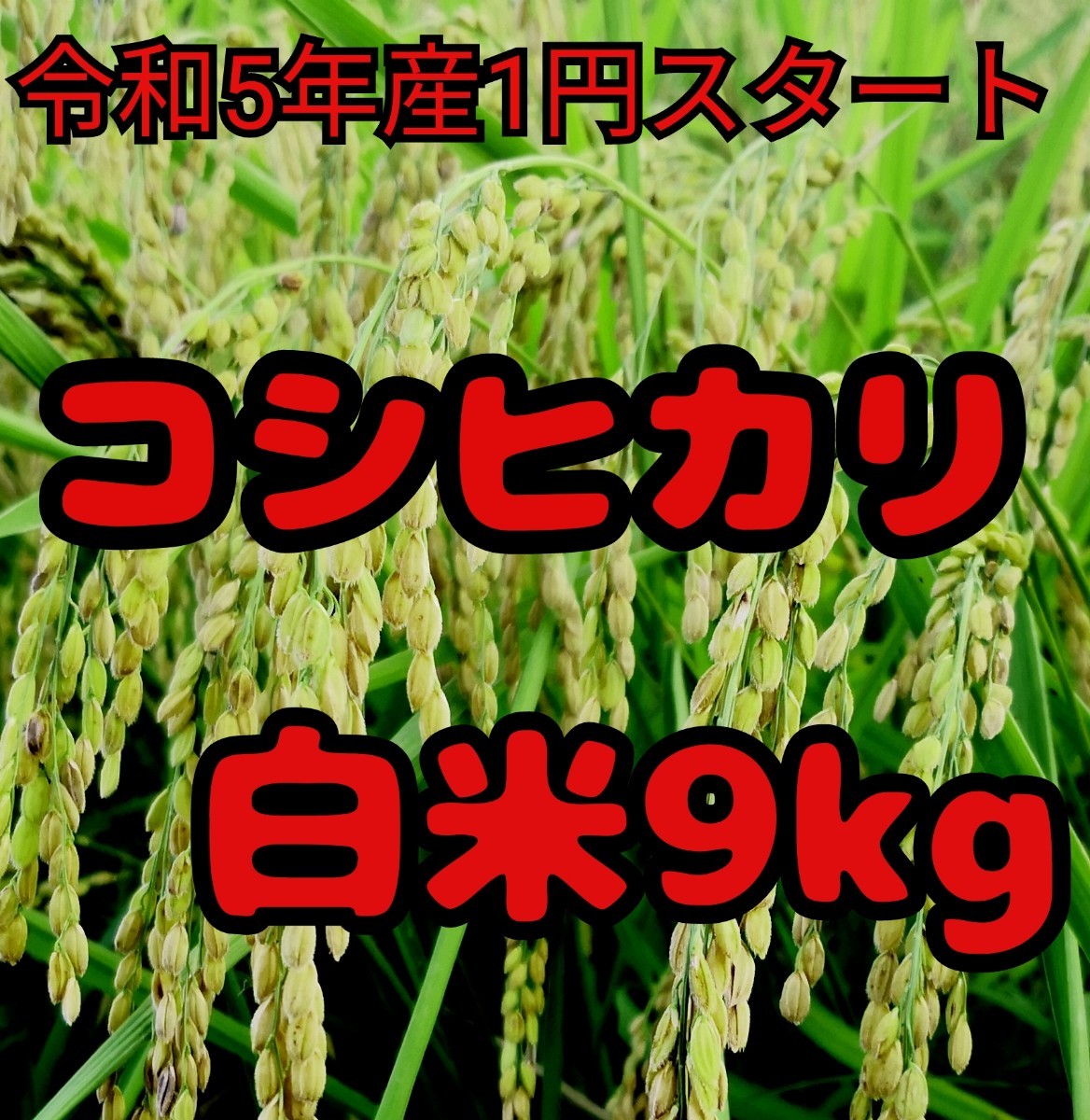 代購代標第一品牌－樂淘letao－1円スタート令和5年産色彩選別コシヒカリ白米9kg