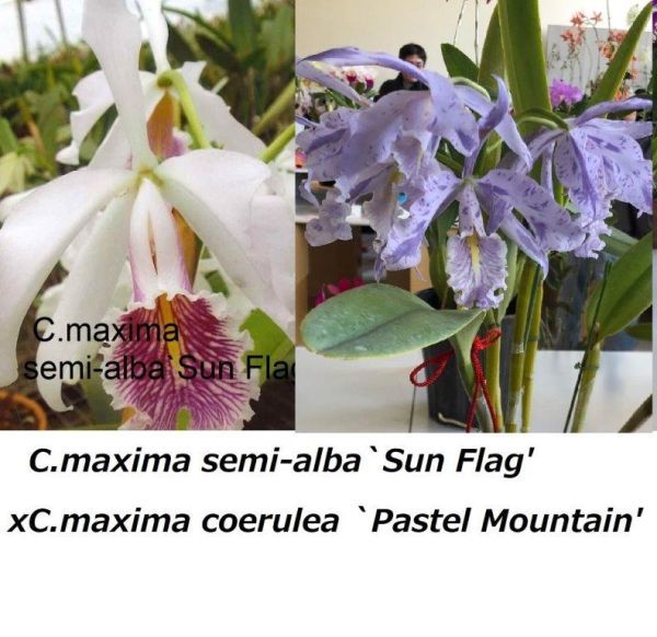 Yahoo!オークション - HIF洋蘭 611 C. maxima x sib. ( semi-alba 'Sun...