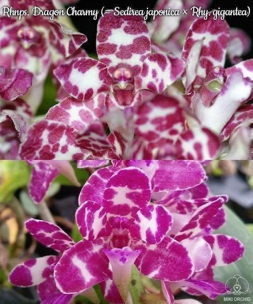 Yahoo!オークション - (^ ^)(221)洋蘭 Rhnps.Dragon Charmy 'Kyoto' BM...