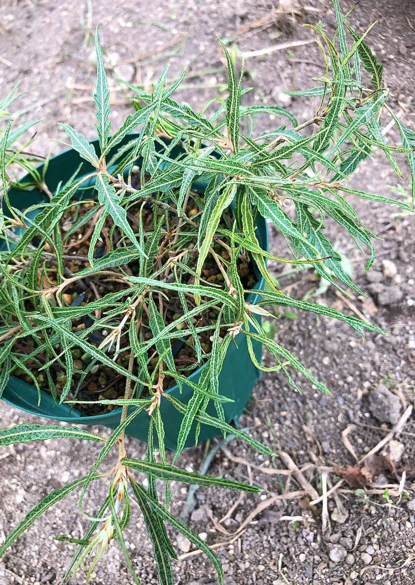 Yahoo!オークション - 0903-56 ウバメガシ‘安芸縮緬‘【糸葉】 レアプラ...