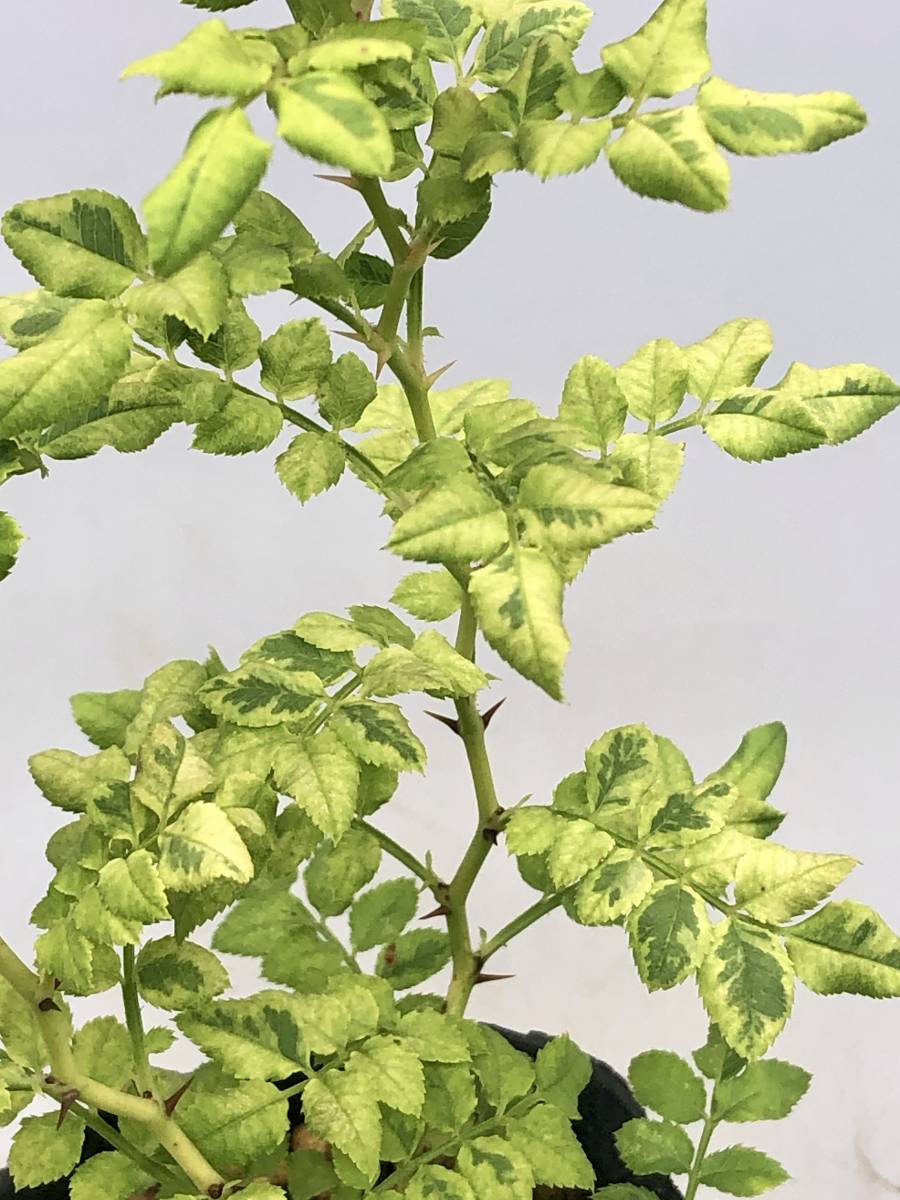 Yahoo!オークション - 0903-40 イザヨイバラ【黄覆輪】 レアプランツ/...