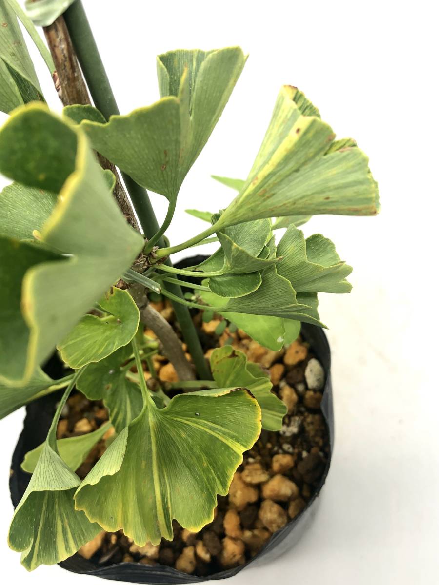 ヤフオク! - 0903-68 イチョウ‘越後錦‘ レアプランツ/珍しい...