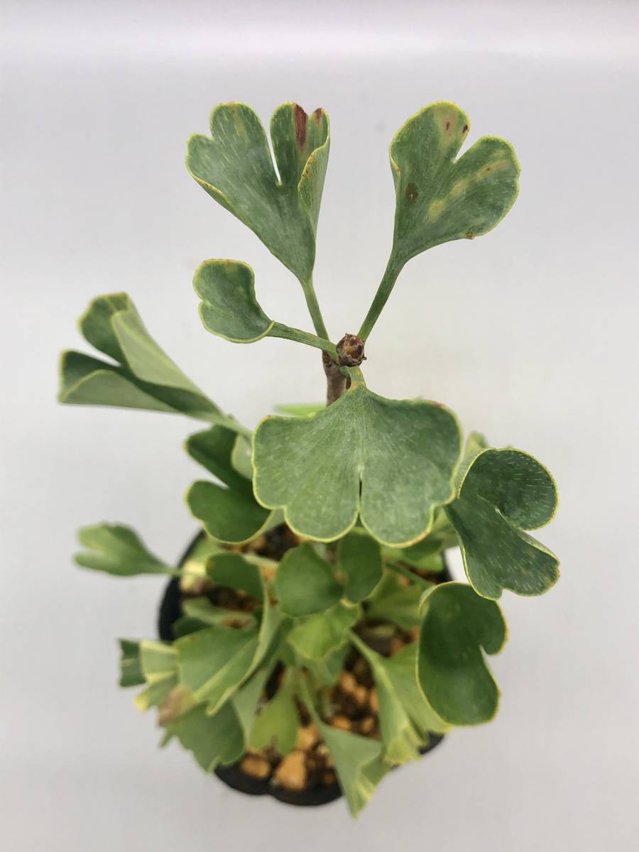 Yahoo!オークション - 0903-68 イチョウ‘越後錦‘ レアプランツ/珍しい...