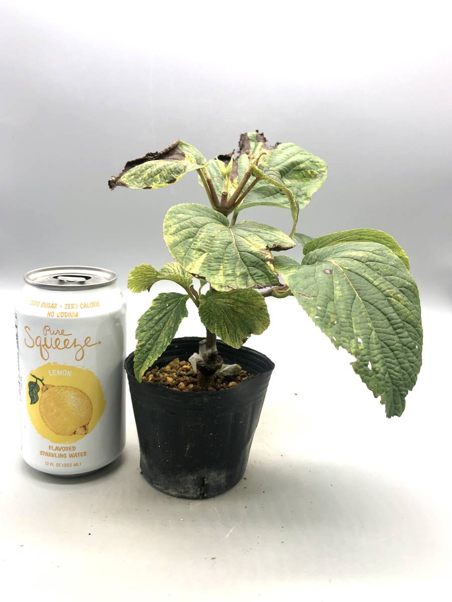 ヤフオク! - 0903-55 ムシカリ【黄掃込斑・接木】レアプラン...