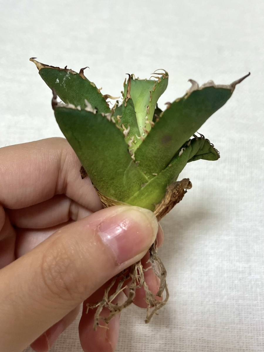 Yahoo!オークション - No005 アガベ チタノタ FO-076 子株 / Agave tit...