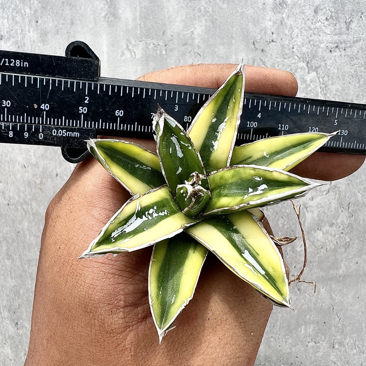 Yahoo!オークション - B64 多肉植物 アガベ 羽斑笹の雪 覆輪錦