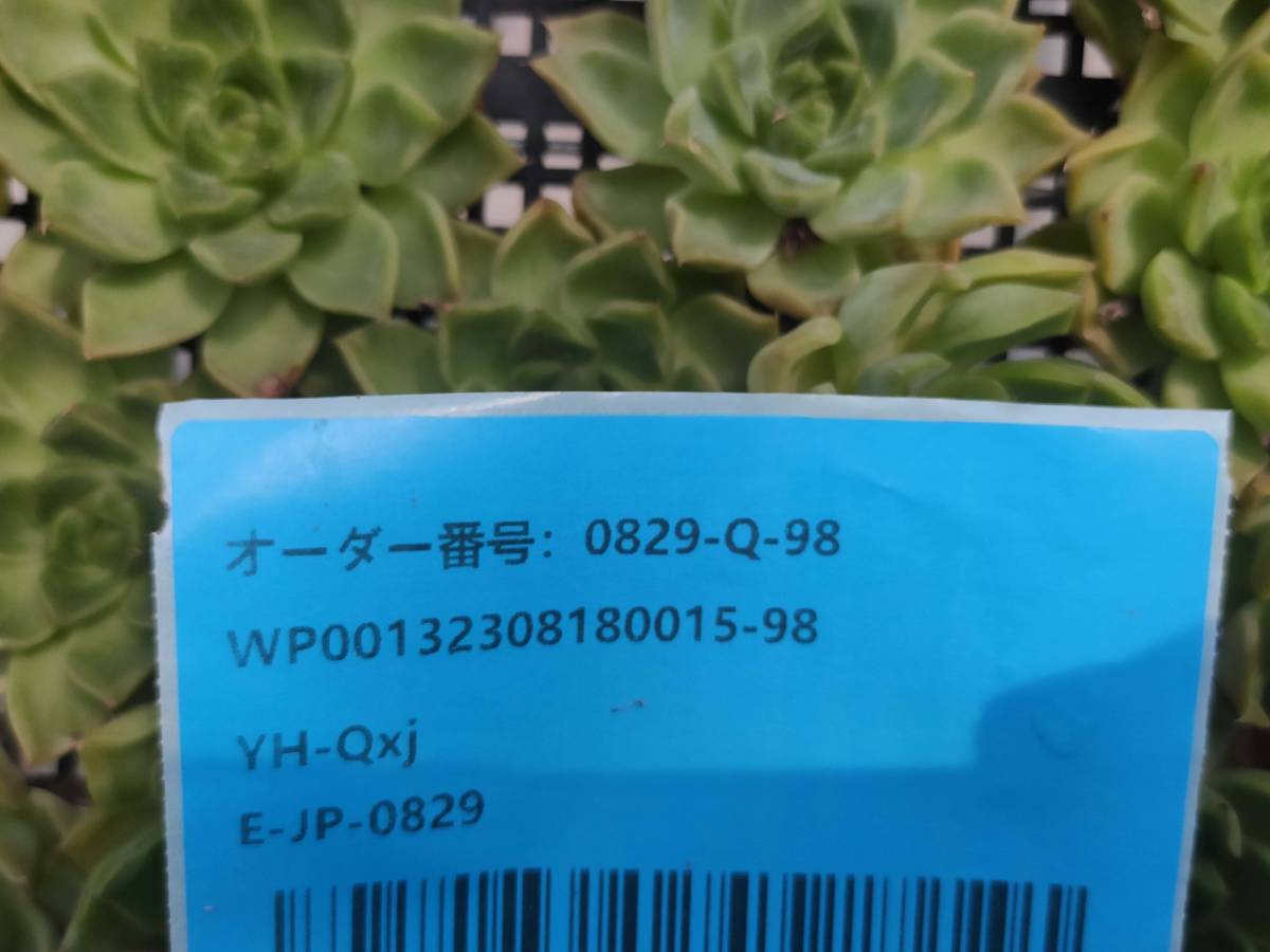 Yahoo!オークション - 0829-Q98 アルビカンスhyb25個 多肉植物 韓国 エ...