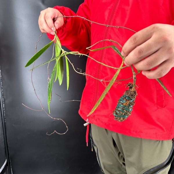 Yahoo!オークション - Y136 大株 Hoya sulawesiana Red (Sulawesi) WIL...